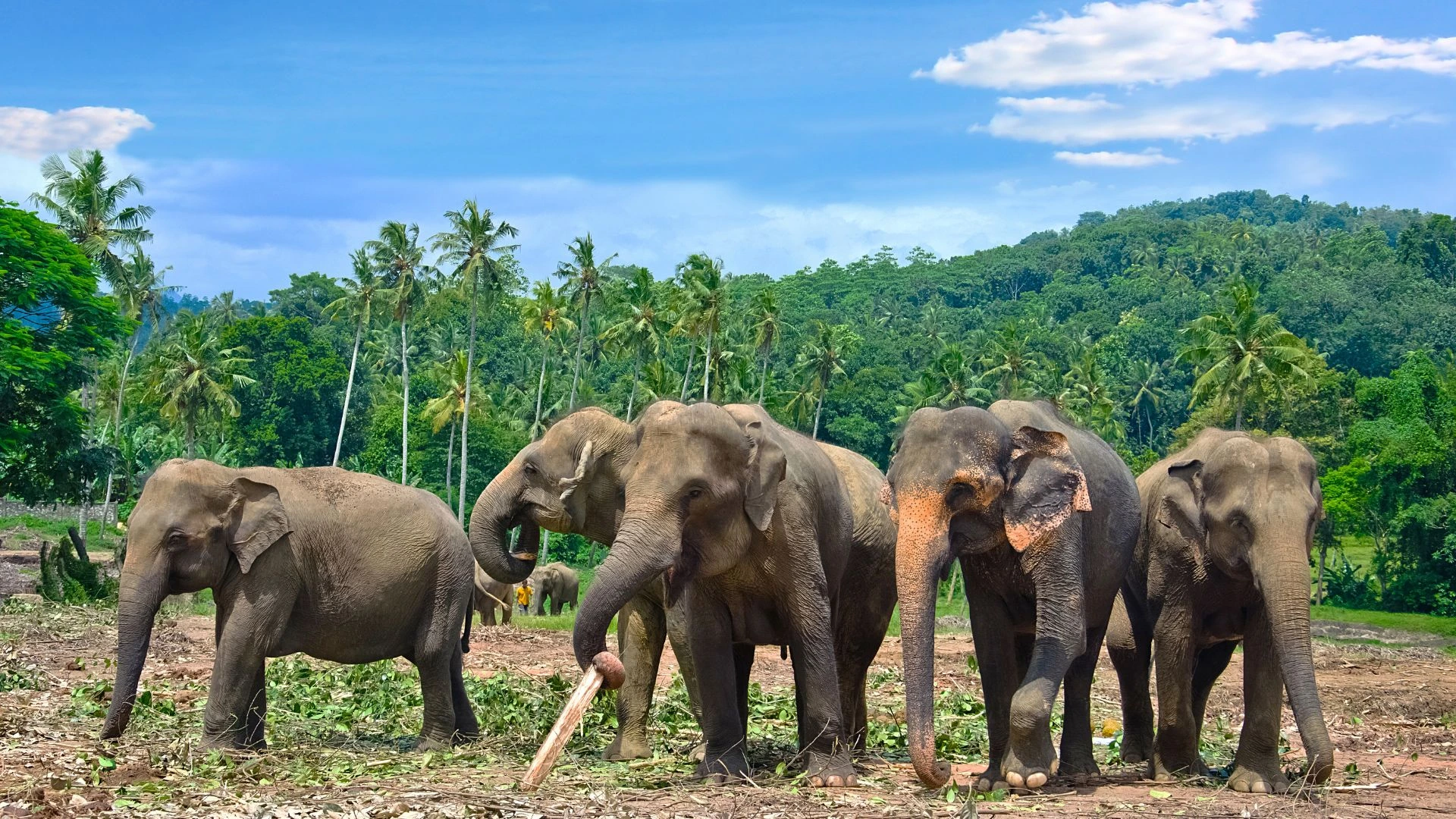 Pinnawala Elephant Experience - SL Voyo